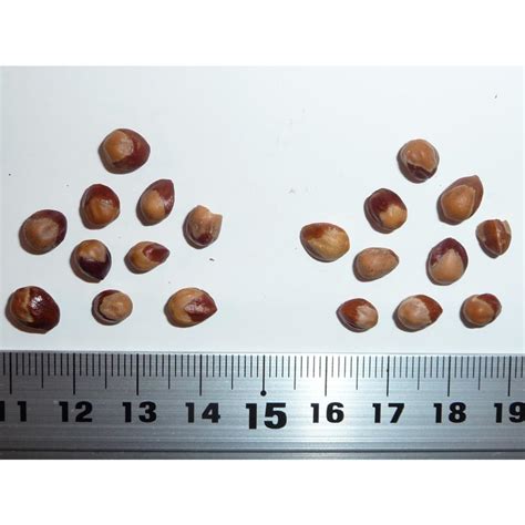 ユタジュニパー 種子20粒 Utah Juniper 20 Seeds Hitree Cs Yahoo店 通販 Yahoo