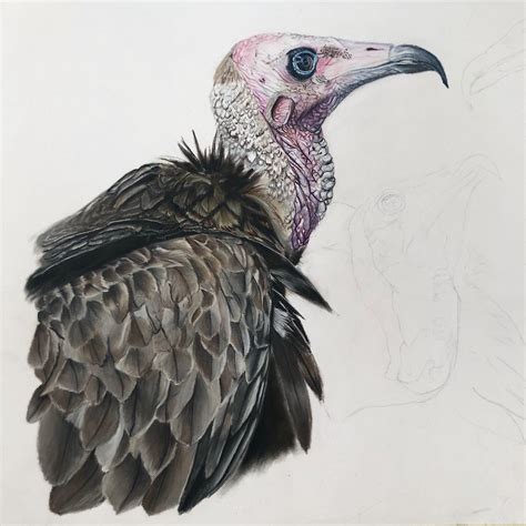 So Vulture 1 Is 99 Completed Aka Mommy Vulture This Took Quite Some