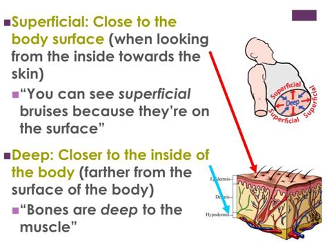 ppt anatomical terms powerpoint presentation id 3032560