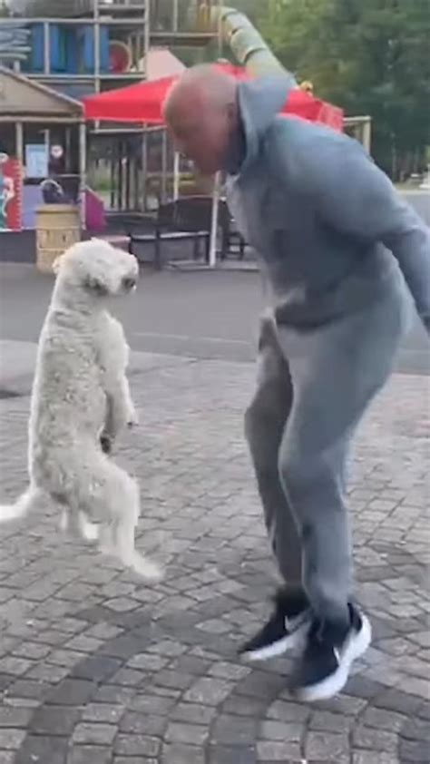 Dog On His Hind Legs Jumps Rope 32 Times In 30 Seconds For World Record