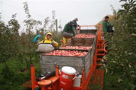 Improving Harvest Efficiencies With Picking Platforms Apple And Pear