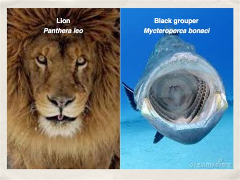 Binomial Classification BGCSE Science