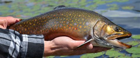 Brook Trout Fishing Trips Baityourhook