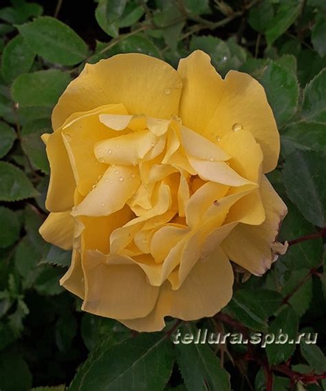 Роза 'Friesia' - GARDENIDEA