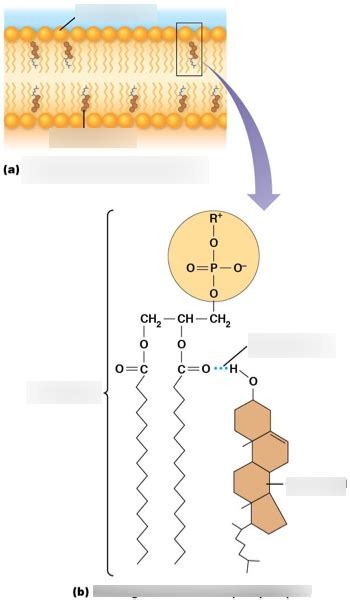 Cholesterol And Phospholipids Diagram Quizlet