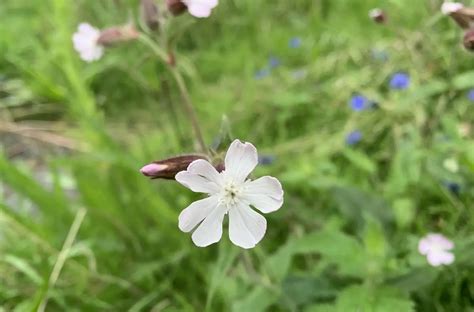 Wildflower Identification Guide