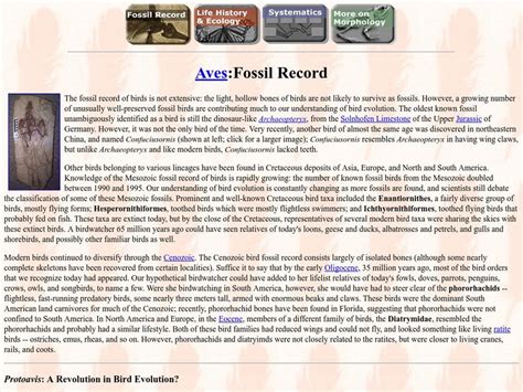 Ucmp Aves Fossil Record Handout For 9th 10th Grade Lesson Planet Ucmp Aves Fossil Record Handout For 9th 10th Grade Lesson Planet