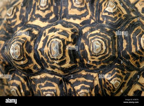 Tortoise Shell Pattern Background Tortoise Shell Pattern Background