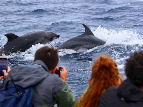 Pico Island Whale Watching Experience From Lajes Do Pico