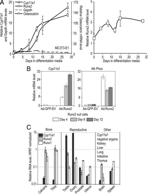 runx2 dependent expression of cyp11a1 during osteoblast maturation a