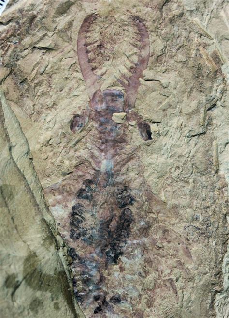 Anomalocaris Fossil