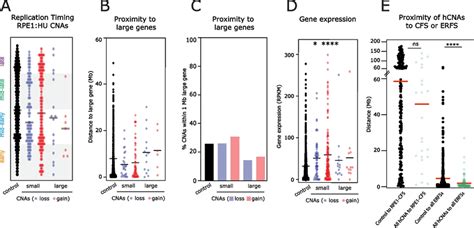 hu treatment generates a distinctive pattern of cnas a replication