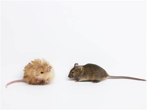 Hoping To Revive Mammoths Scientists Create Woolly Mice Ksjd