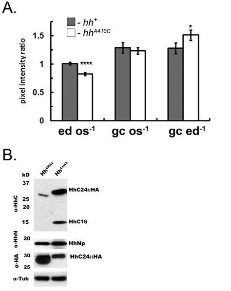 Fig S5 Characterization Of C Terminal Mutants A Quantification Of