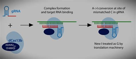 All You Need To Know About Rna Editing Bioinformatics Hub