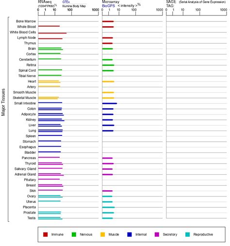 Nras Gene Genecards Rasn Protein Rasn Antibody