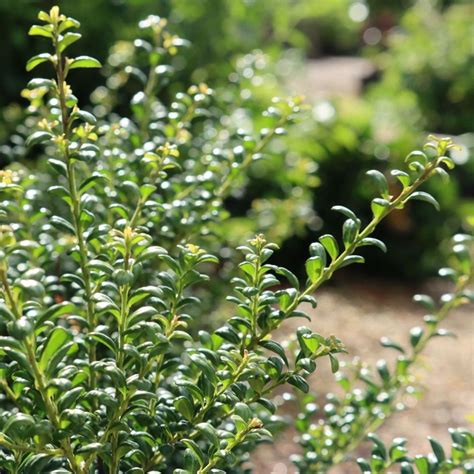 Buy Japanese Holly Convexa Ilex Crenata Convexa Delivery By