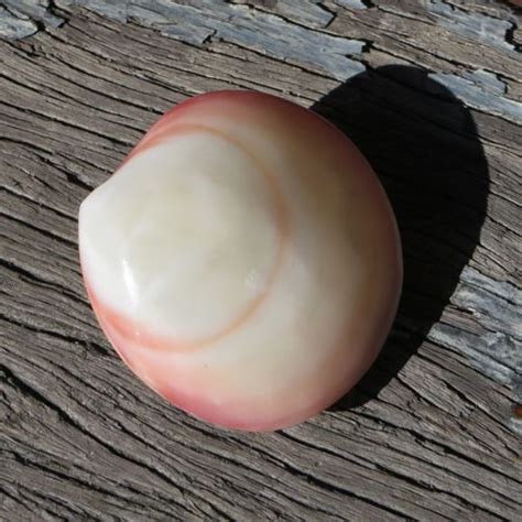 Seashell Pearly Pippi Shell Campbells Online Store