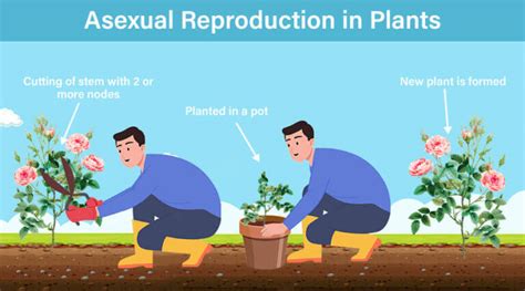 Plant Reproduction Types Key Methods And Examples
