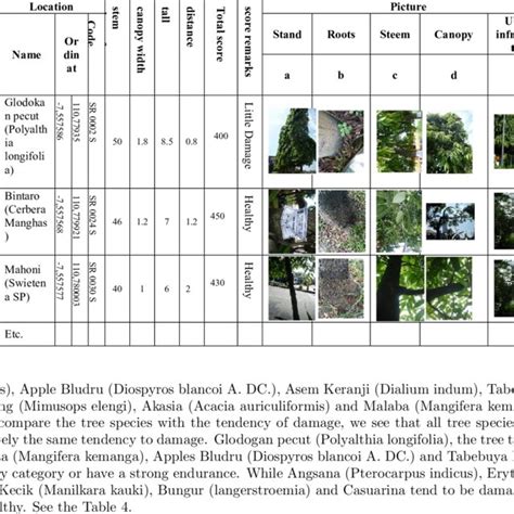 Visualization Of The Physical Condition Of The Tree Download