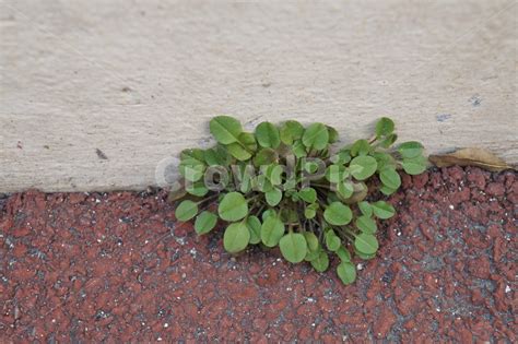 잡초 틈새 생명력 풀 콘크리트바닥 사진이미지일러스트캘리그라피 Njudy3256작가