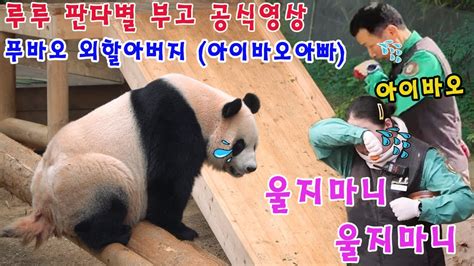 아이고 💥 아이바오 는 루루 아빠가 세상을 떠났다는 소식을 듣고 멈추지 않고 계속 눈물을 흘렸어요 😥💦 우리불쌍한 아이바오 Youtube