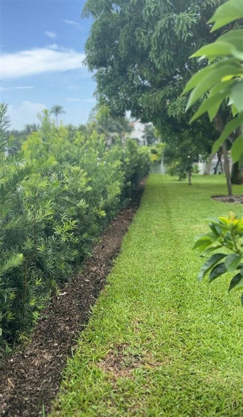 Podocarpus For Sale Plantology Usa