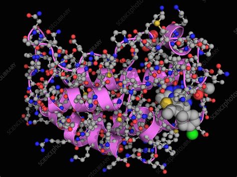 Bromodomain Of Human Brd4 Complex Molecular Model Stock Image C051 1442 Science Photo Library