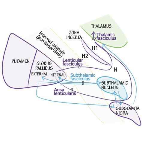Neuroanatomy Glossary Basal Ganglia Circuitry Ditki Medical