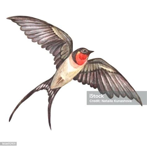 수채화 물감은 하얀 배경에 고립된 하늘에서 날아다닌다 손으로 그린 봄과 여름 새는 카드나 결혼 축하를 위해 초대합니다 스티커 또는 책과 스케치북용 클립아트 벽지 검은색에