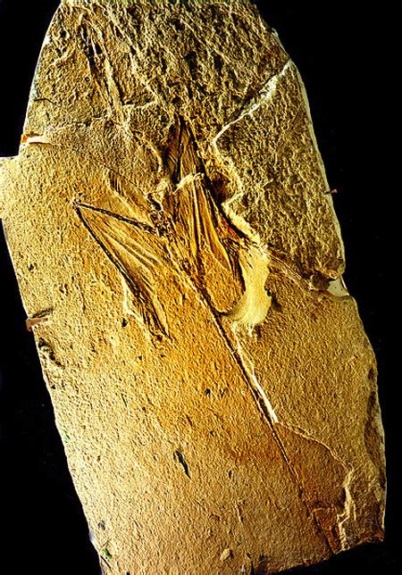 Sharovipteryx Wikipedia