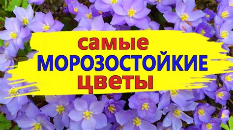 МНОГОЛЕТНИКИ КРАСИВОЦВЕТУЩИЕ, морозостойкие и неприхотливые цветы - YouTube