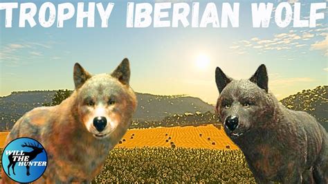 First Time Ever Seeing This Rare Melanistic Iberian Wolf On Cuatro