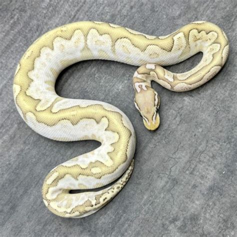 Freeman Ballpython Freeman Ballpython Supply