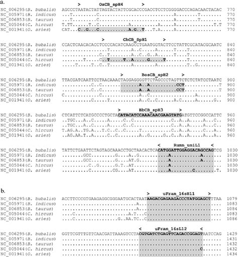 Figure 1 From Multiplex Pcr Assay For Species Identification Of Meat