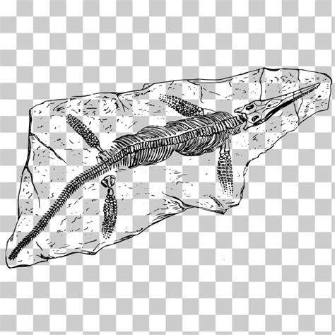 Free Svg French Fossil Nohatcc Free Svg French Fossil Nohatcc