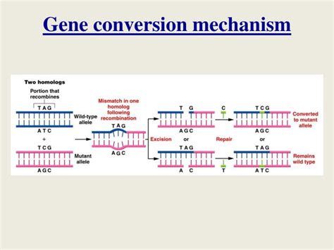 Types Of Gene Conversion At Charles Zeigler Blog