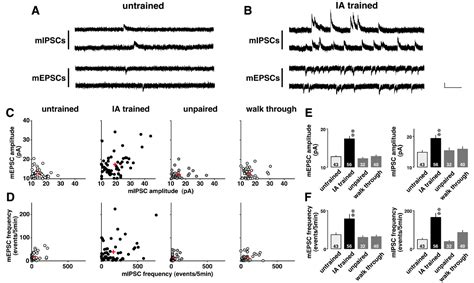 Slice Patch Clamp Technique For Analyzing Learning Induced Plasticity