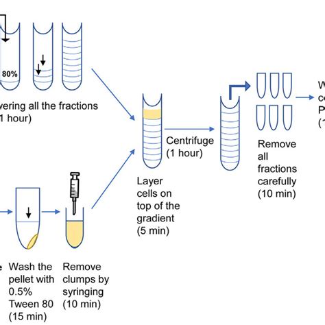Summary Of The Percoll Gradient Centrifugation Procedure Developed To Download Scientific