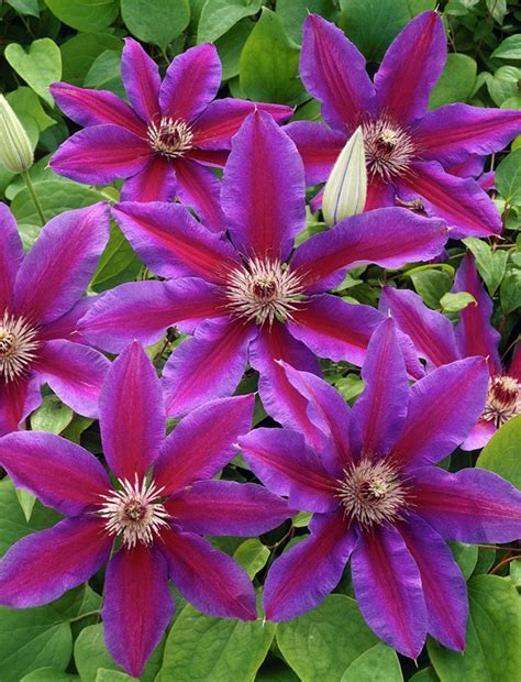 Клематис крупноцветковый Балтик/Clematis variety Baltyk Р2 - Клематис ...