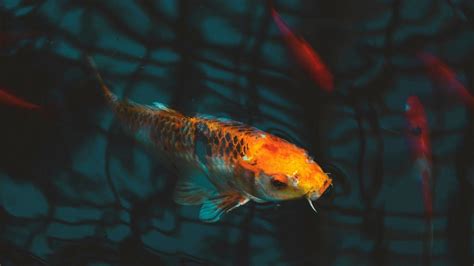 Fish Laptop Wallpapers Top Free Fish Laptop Backgrounds Wallpaperaccess