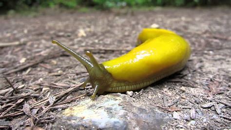 What Is A Banana Slug At Stella Stines Blog