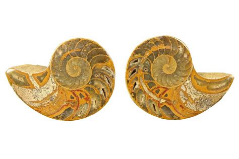 3 3 Jurassic Cut And Polished Nautilus Cymatoceras Fossil Madagascar 282719 For Sale