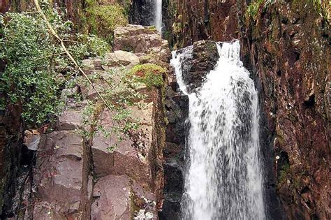 Scale Force Natureflip