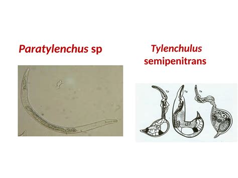 Classification Of Nematodes Varous Classes Pptx