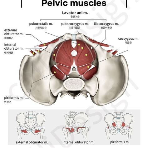 의학그림 메디컬 일러스트 Callidesign On Instagram 골반근육골반기저근을 중심으로해부를 설명하는 메디컬일러스트 입니다 프로필 링크 주소 Ctee