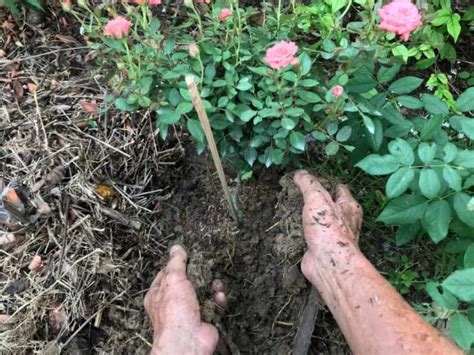 How And When To Fertilize Roses For Big Beautiful Blooms