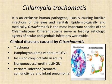 Chlamydia Trachomatispptx Microbiology Pptx
