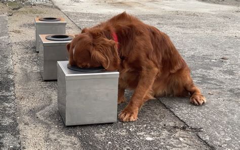 Pros And Cons Of Odor Detection Box Training Simon Prins