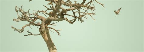 Dead Bonsai Tree 9 Flippednormals